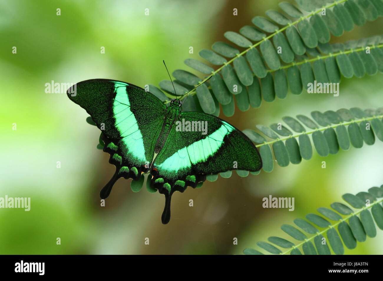 swallowtail (papilio palinurus Stock Photo - Alamy