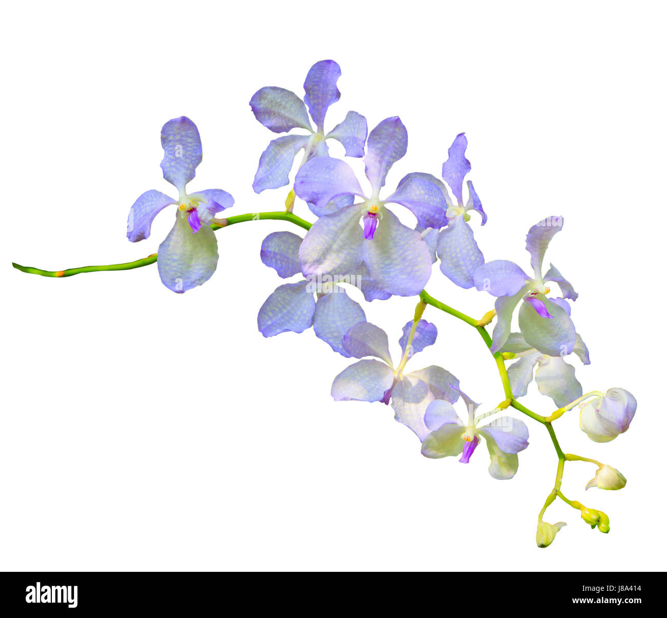 purple vanda coerulea orchid flower isolated on white background use ...