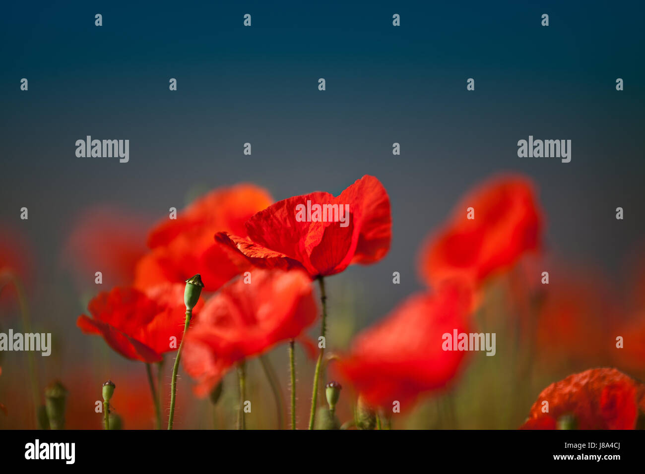 flower, plant, poppy, corn poppy, beautiful, beauteously, nice, colour ...