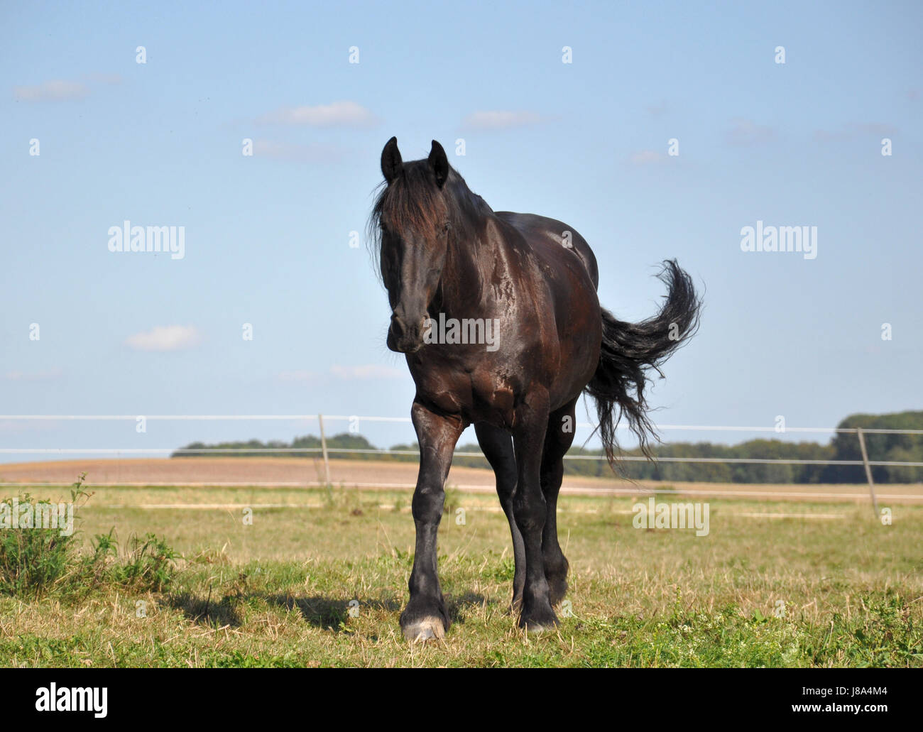 horse, animal, mammal, stallion, black horse, farm animal, friezes ...