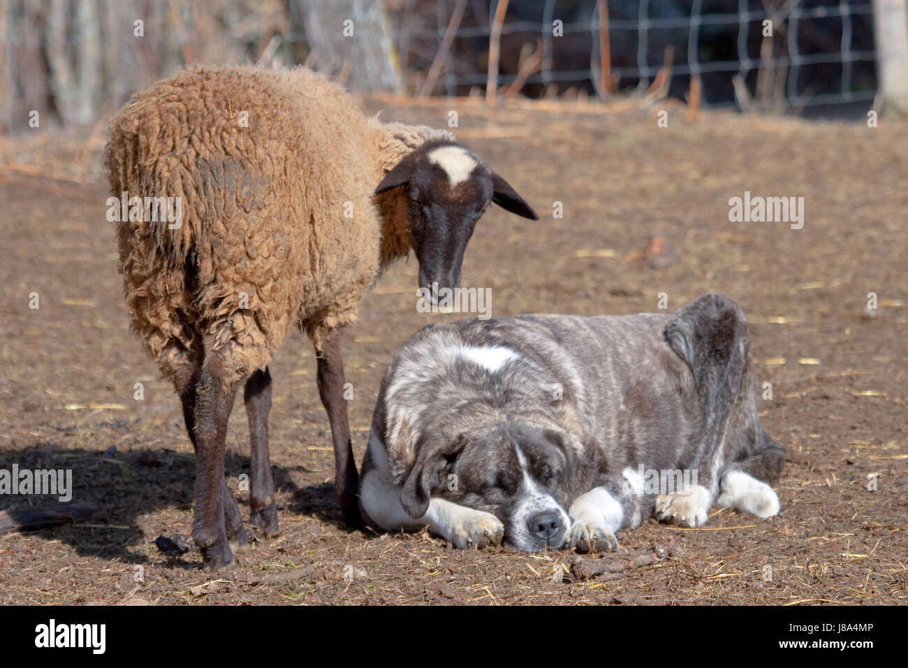 spain, sheep, dog, traditional, animals, country, scenery, countryside ...