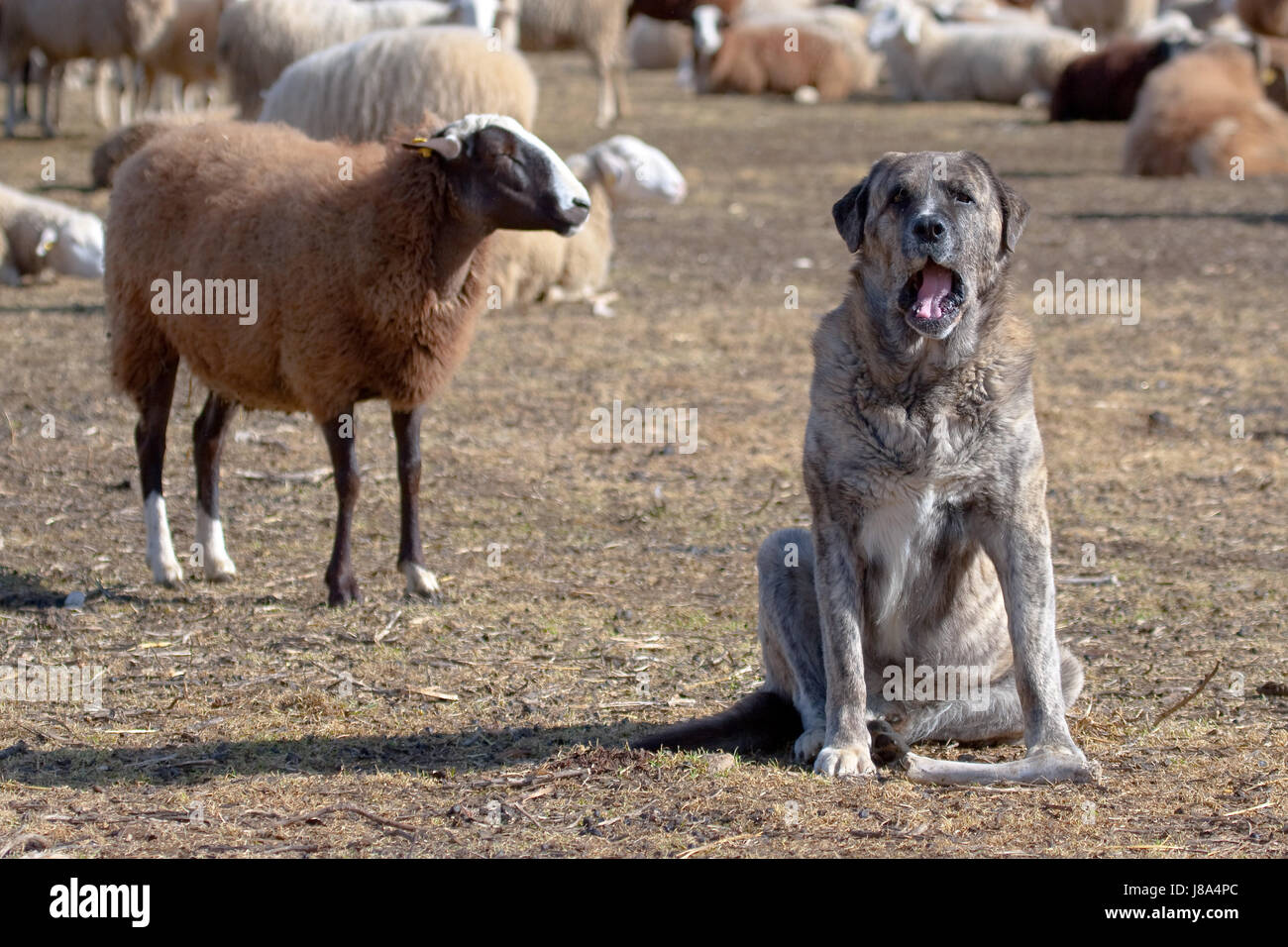 spain, sheep, dog, traditional, animals, country, scenery, countryside ...
