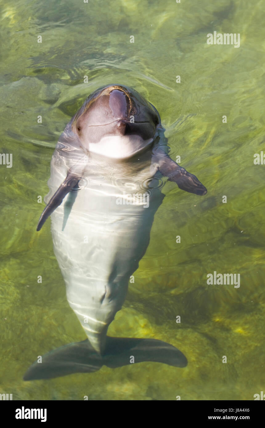 animal, fish, dolphin, navy, marine, porpoise, water, blue, animal ...