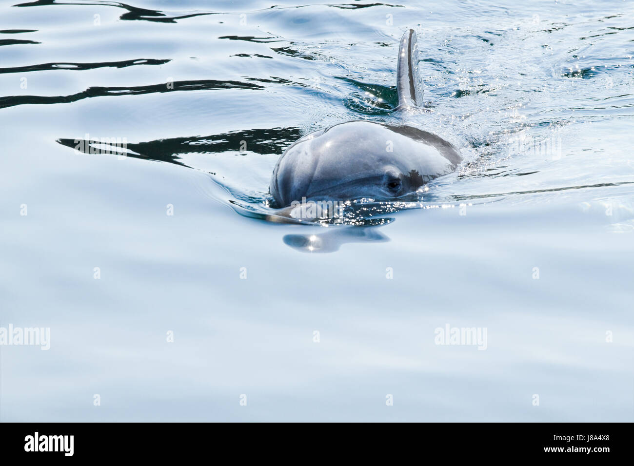 animal, mammal, navy, marine, salt water, sea, ocean, water, dolphins ...