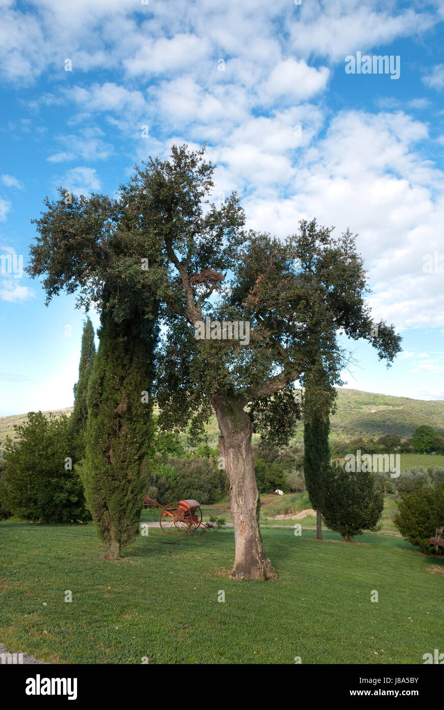 environment, enviroment, tree, spring, bouncing, bounces, hop, skipping ...