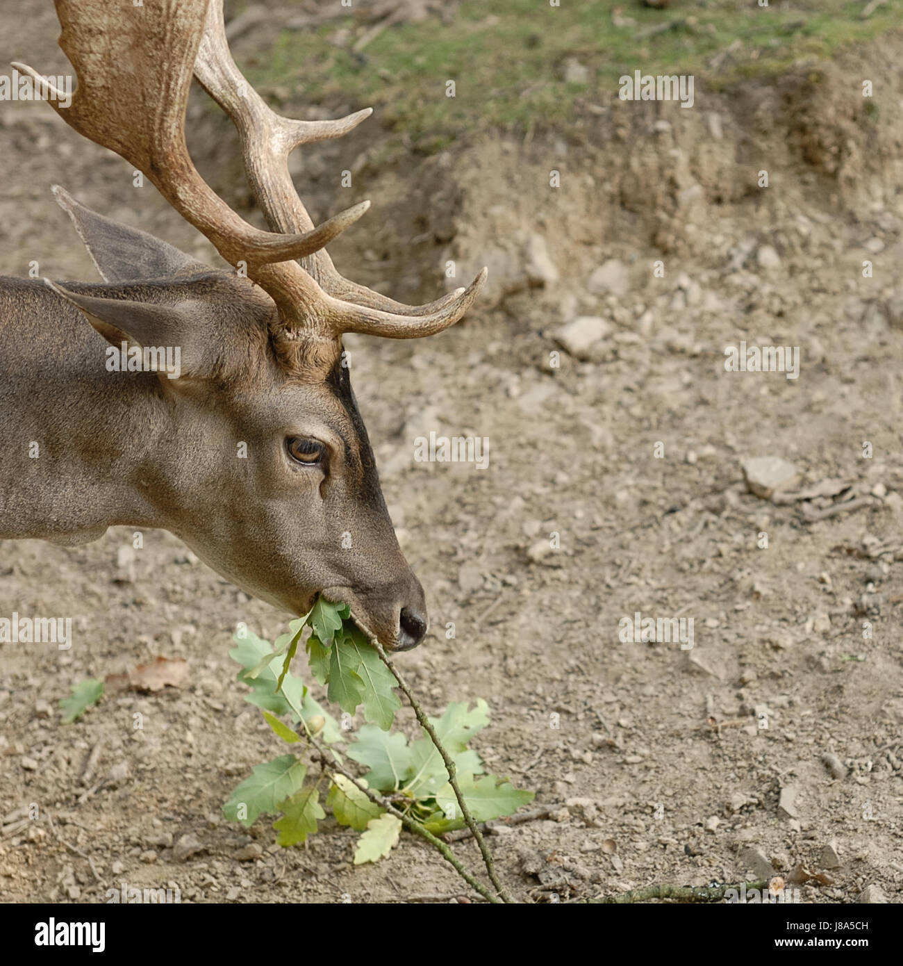 horns, stags, head, hart, stag, leaf, animal, mouth, wild, eye, organ ...