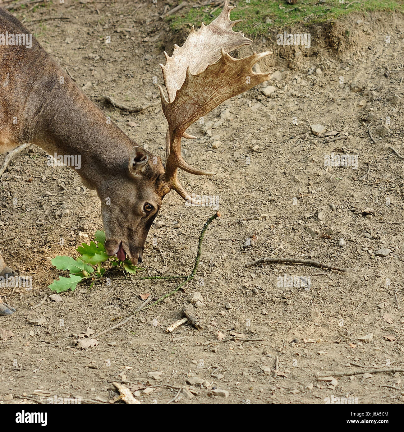 horns, stags, head, hart, stag, leaf, animal, mouth, wild, eye, organ ...