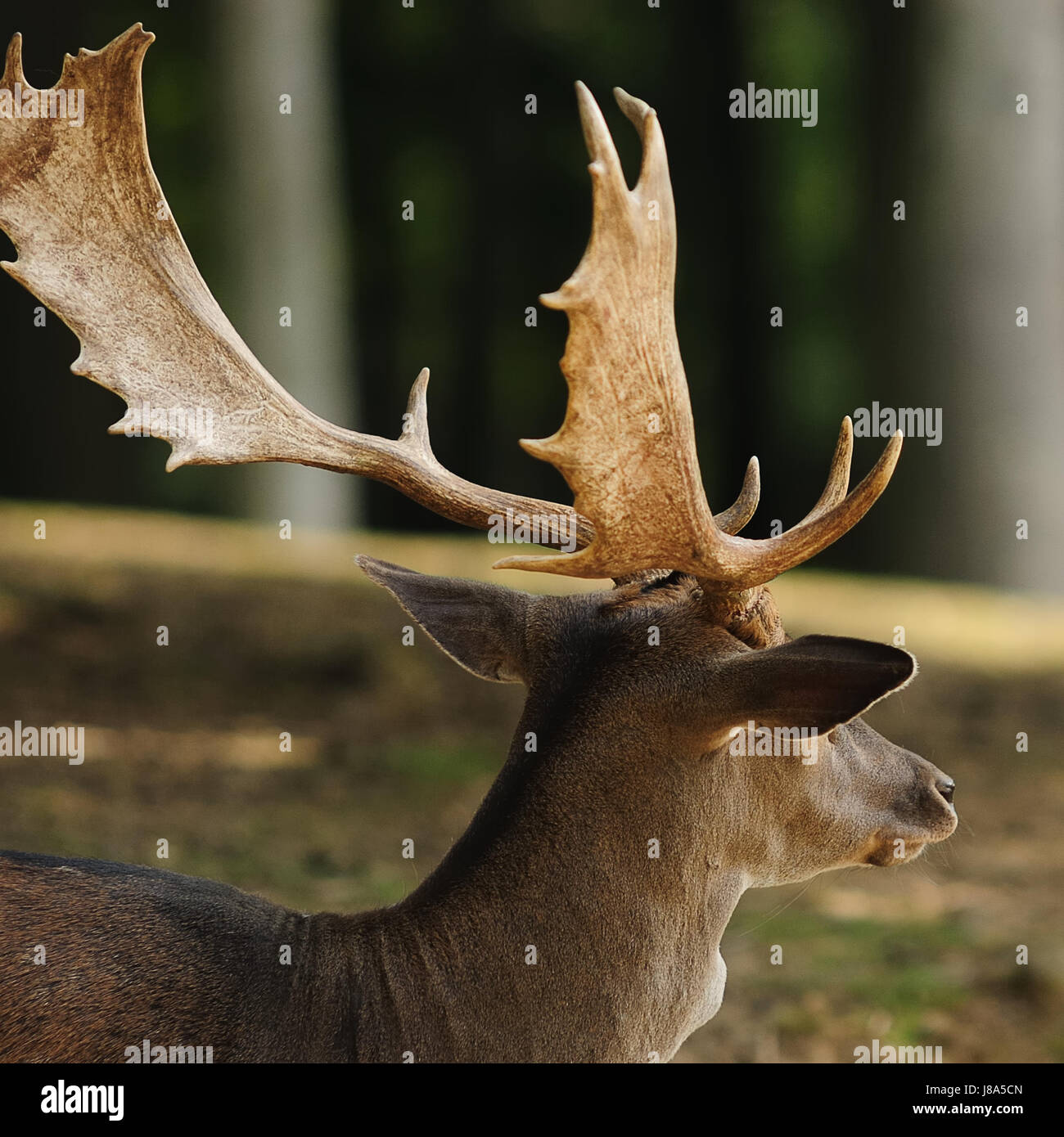 horns, stags, head, hart, stag, leaf, animal, mouth, wild, eye, organ ...