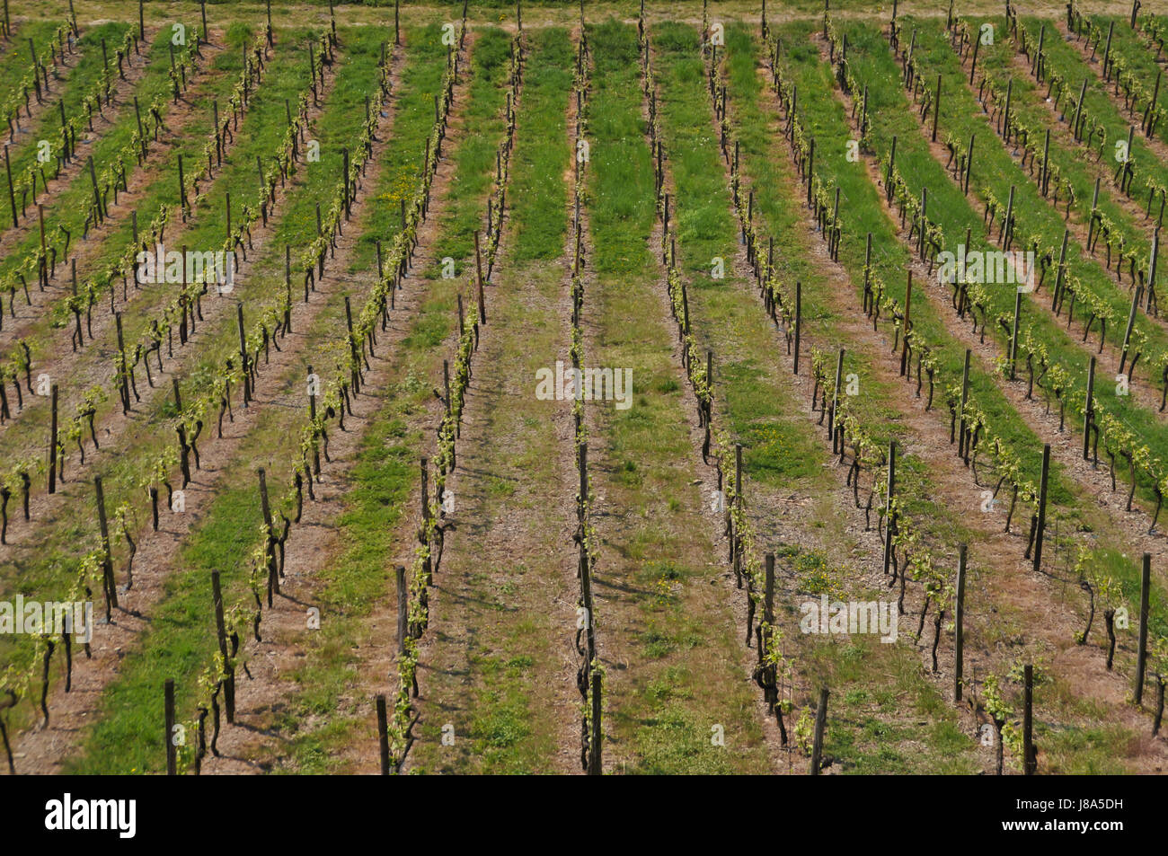 vineyards, vines, aerial perspective, green, vineyards, lines ...