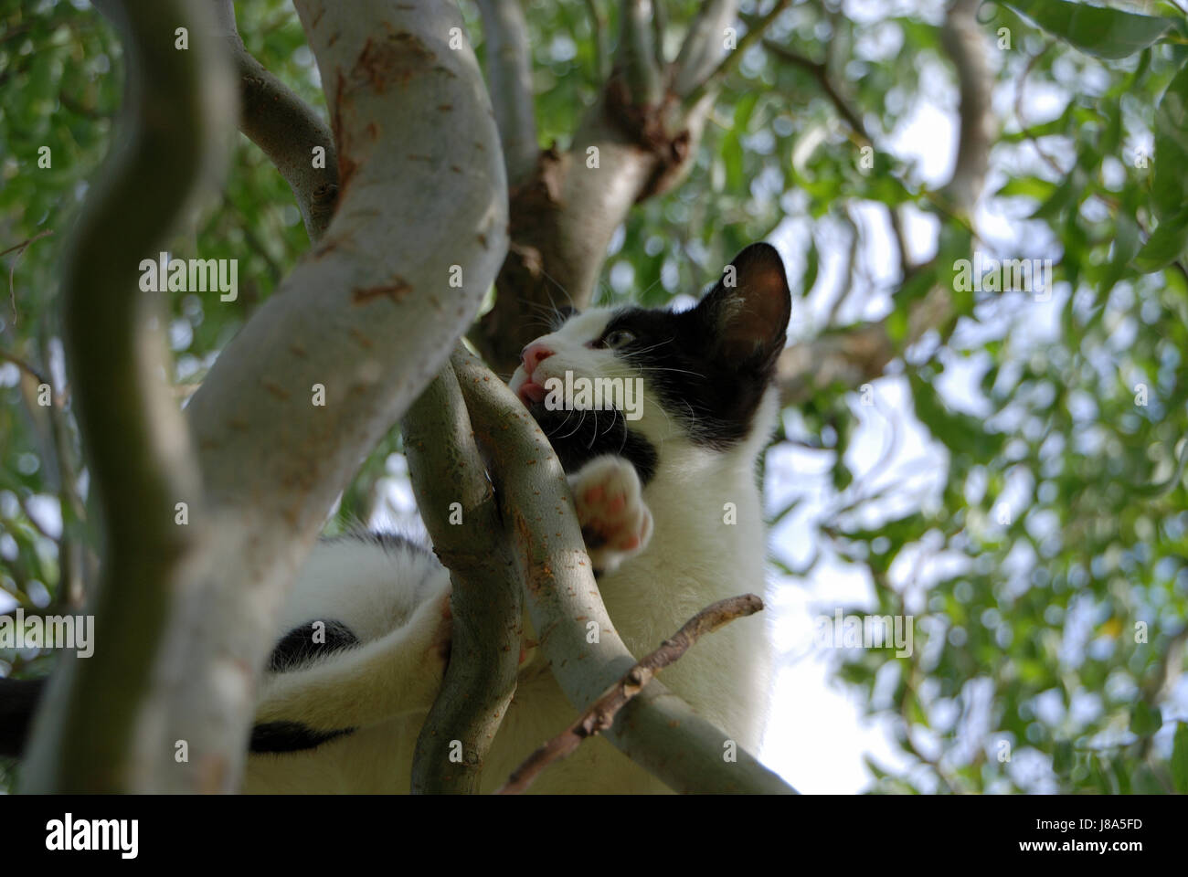 kitten climbing in tree Stock Photo - Alamy