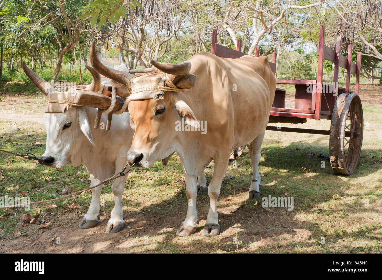 agriculture, farming, transport, traditional, cuba, oxen, ox, rural ...