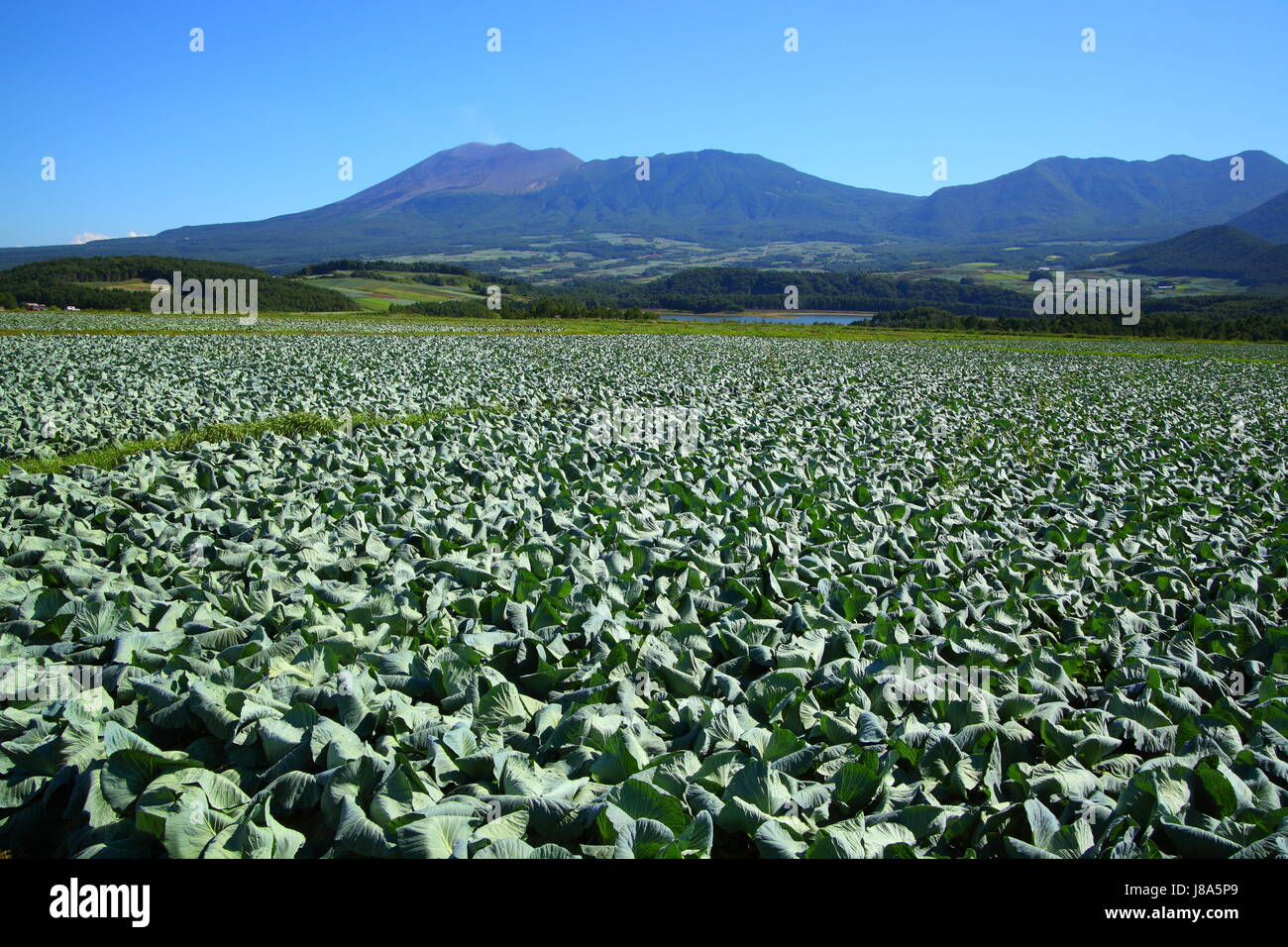 agriculture, farming, field, vegetable, farm, japan, cabbage, plateau ...