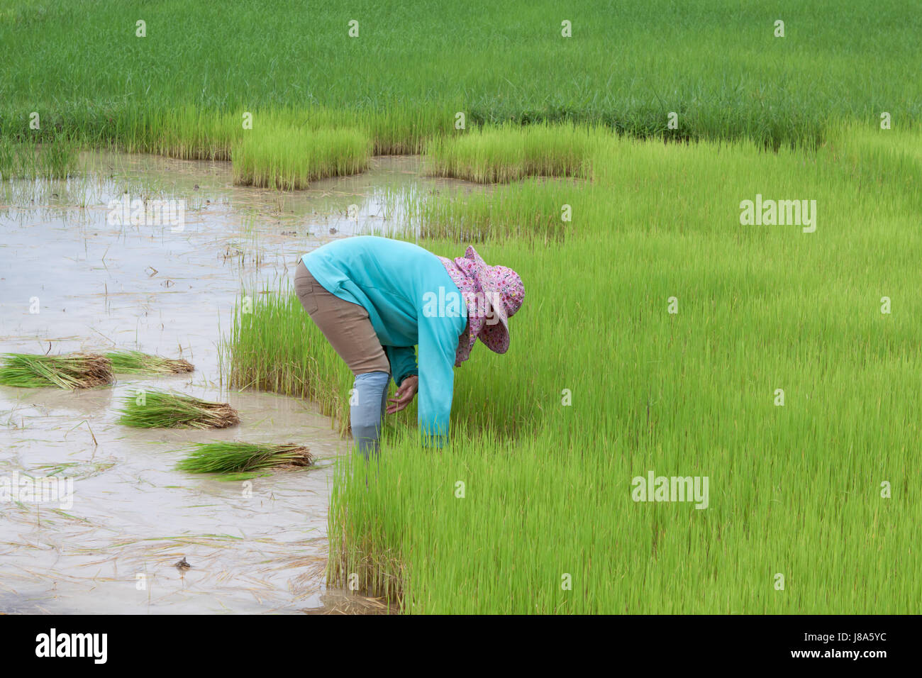 female, useful plant, field, paddy field, seedling, workers, laborer ...