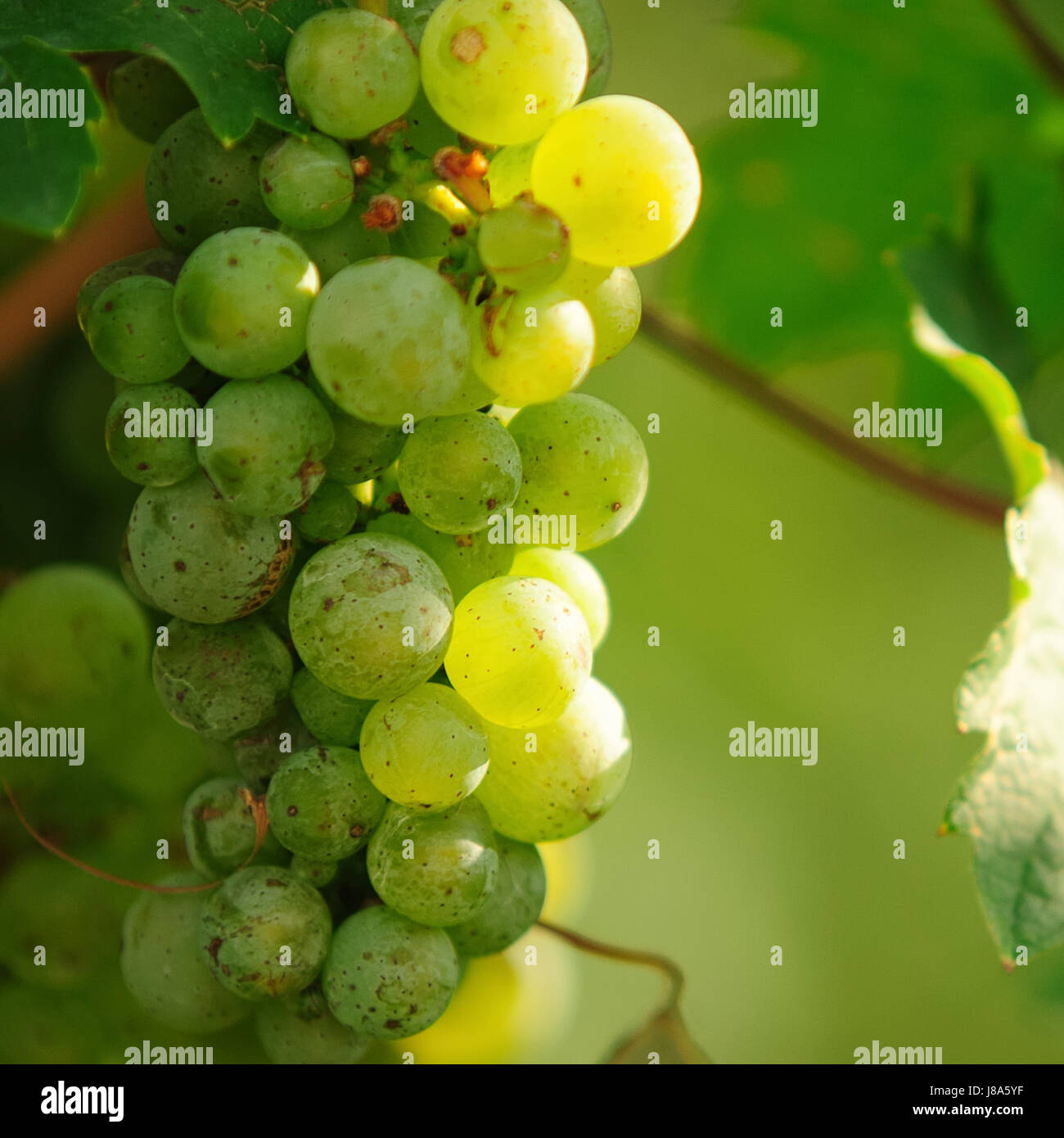 grapes, block, grape, vine, grape vine, grape-vine, green, grapes ...