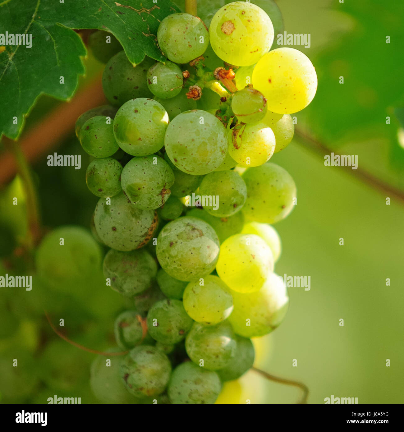 grapes, block, grape, vine, grape vine, grape-vine, green, grapes ...