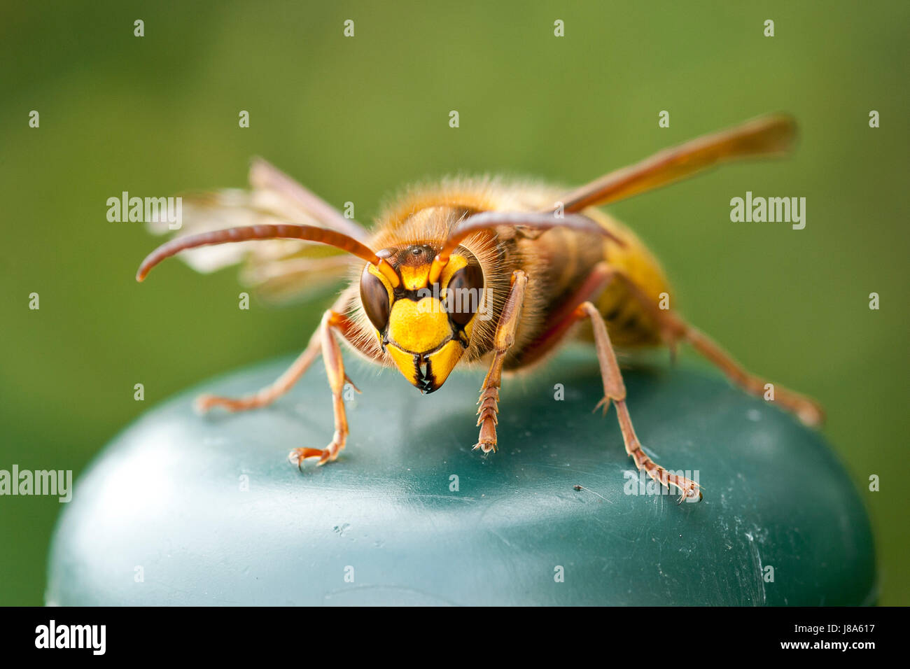 hornet, macro, close-up, macro admission, close up view, garden, insect ...