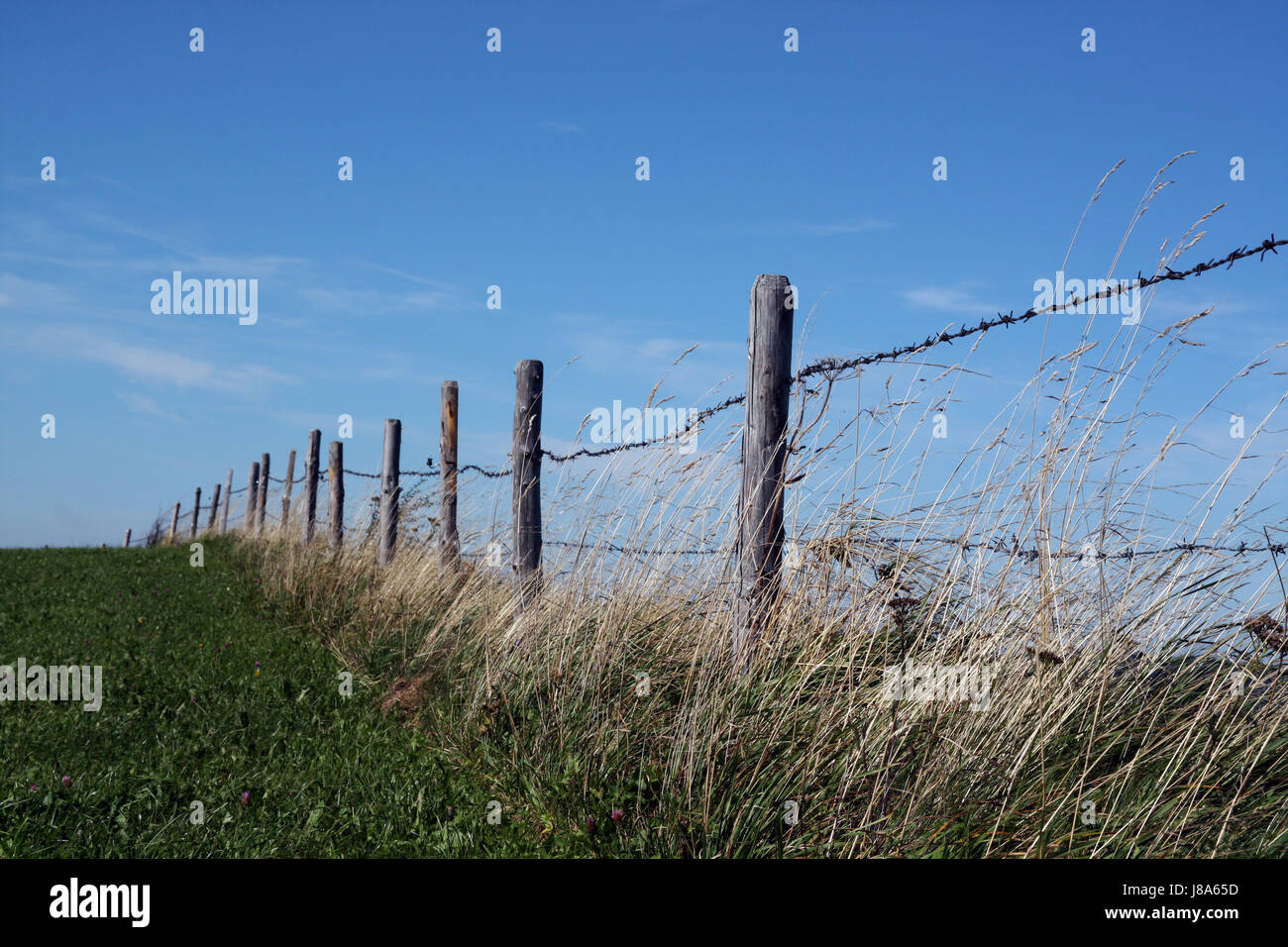 agriculture, farming, fence, fence in, fencing, barbed wire, stakes ...