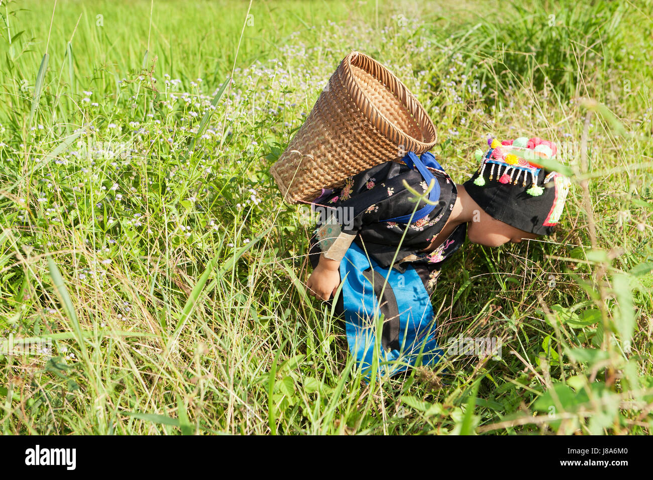 asia, paddy field, child, girl, girls, culture, asia, basket, asiatic ...