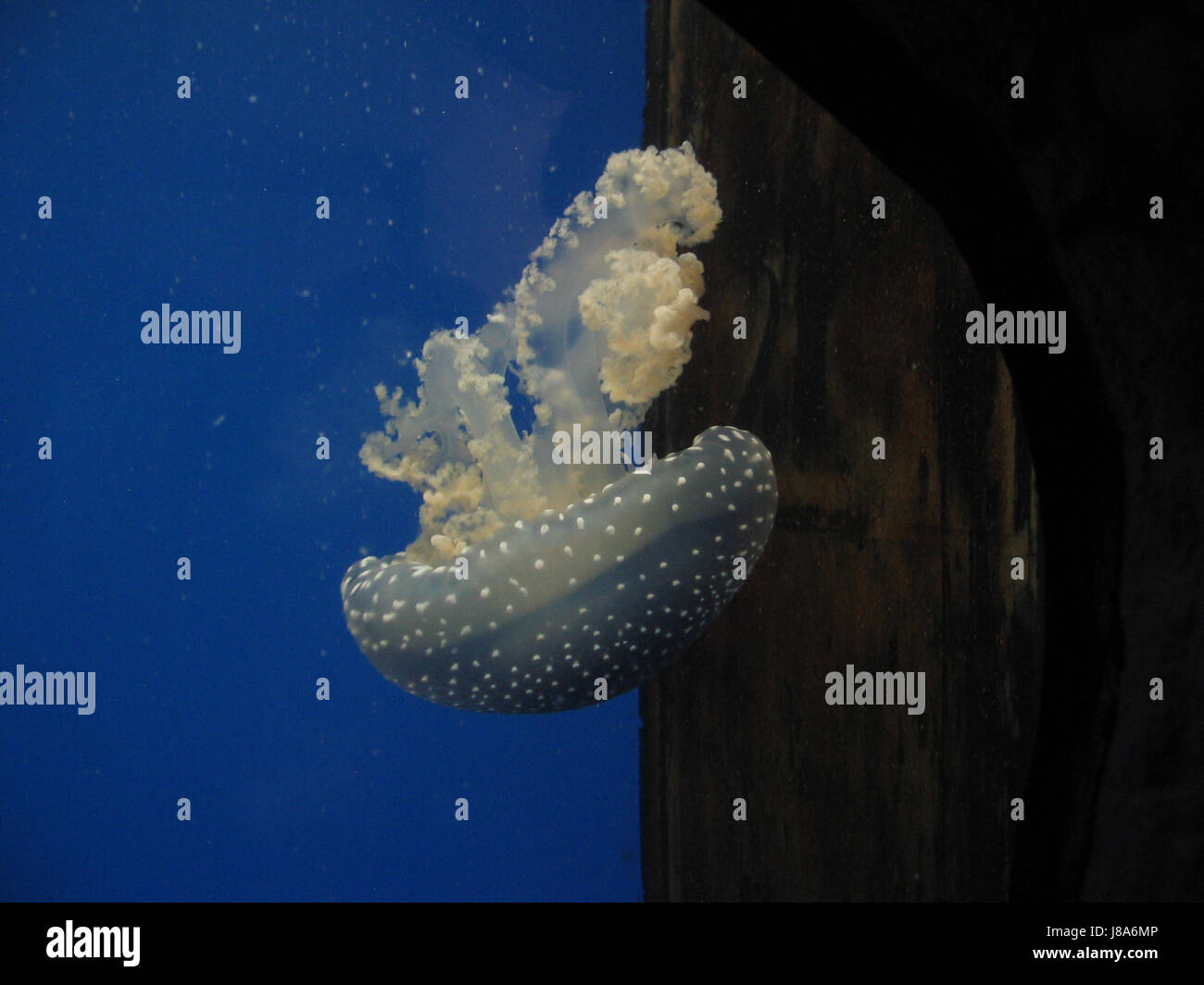 spinelessly, nettle, tentacular, salt water, sea, ocean, water ...