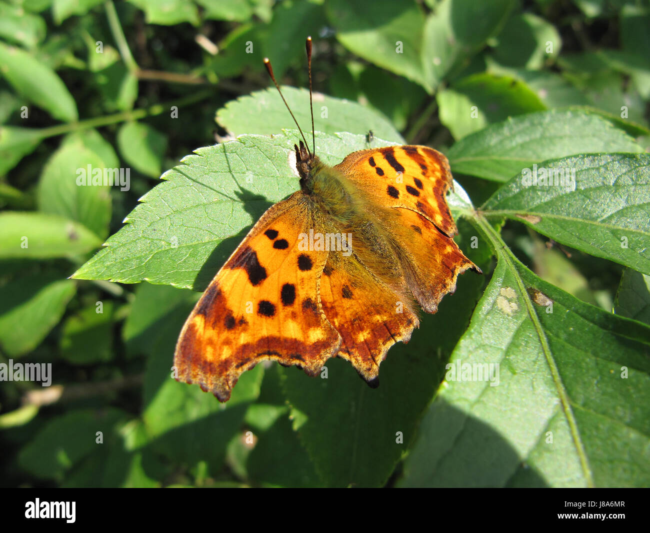 butterfly (great fox) on leaf Stock Photo - Alamy