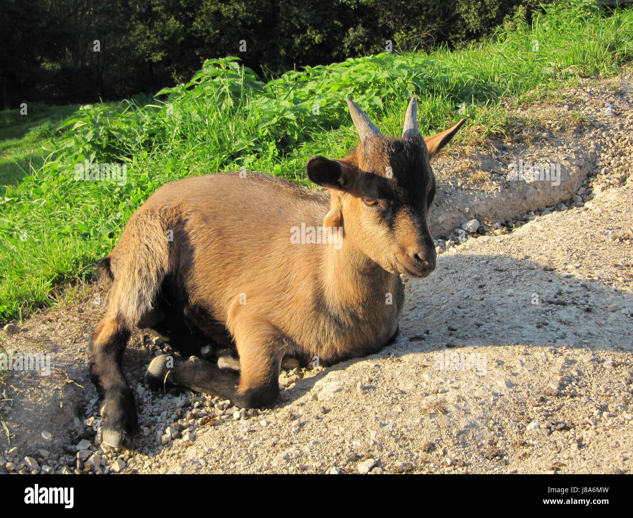 Ziegenkitz Hi Res Stock Photography And Images Alamy