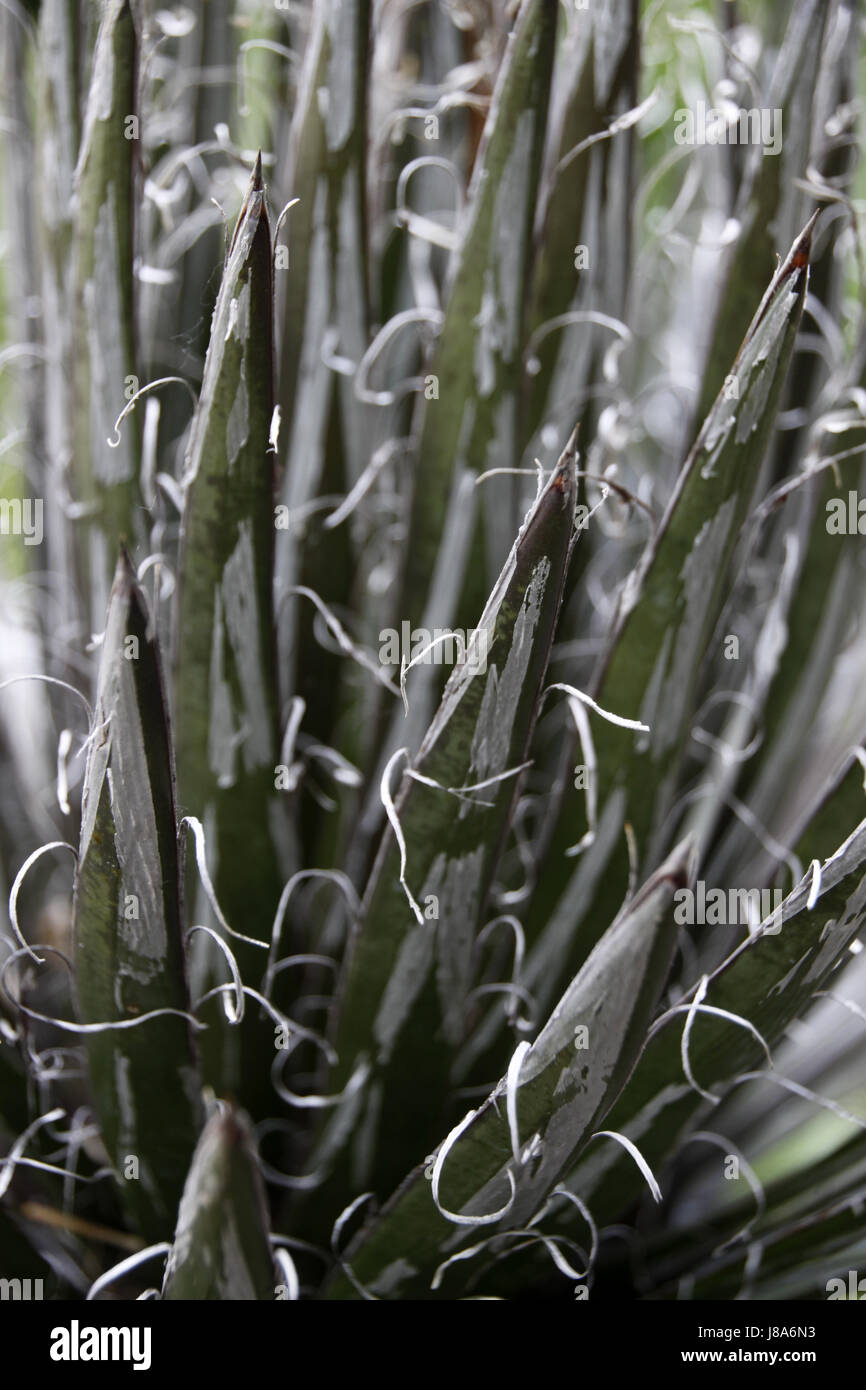 Agave filifera hi-res stock photography and images - Alamy