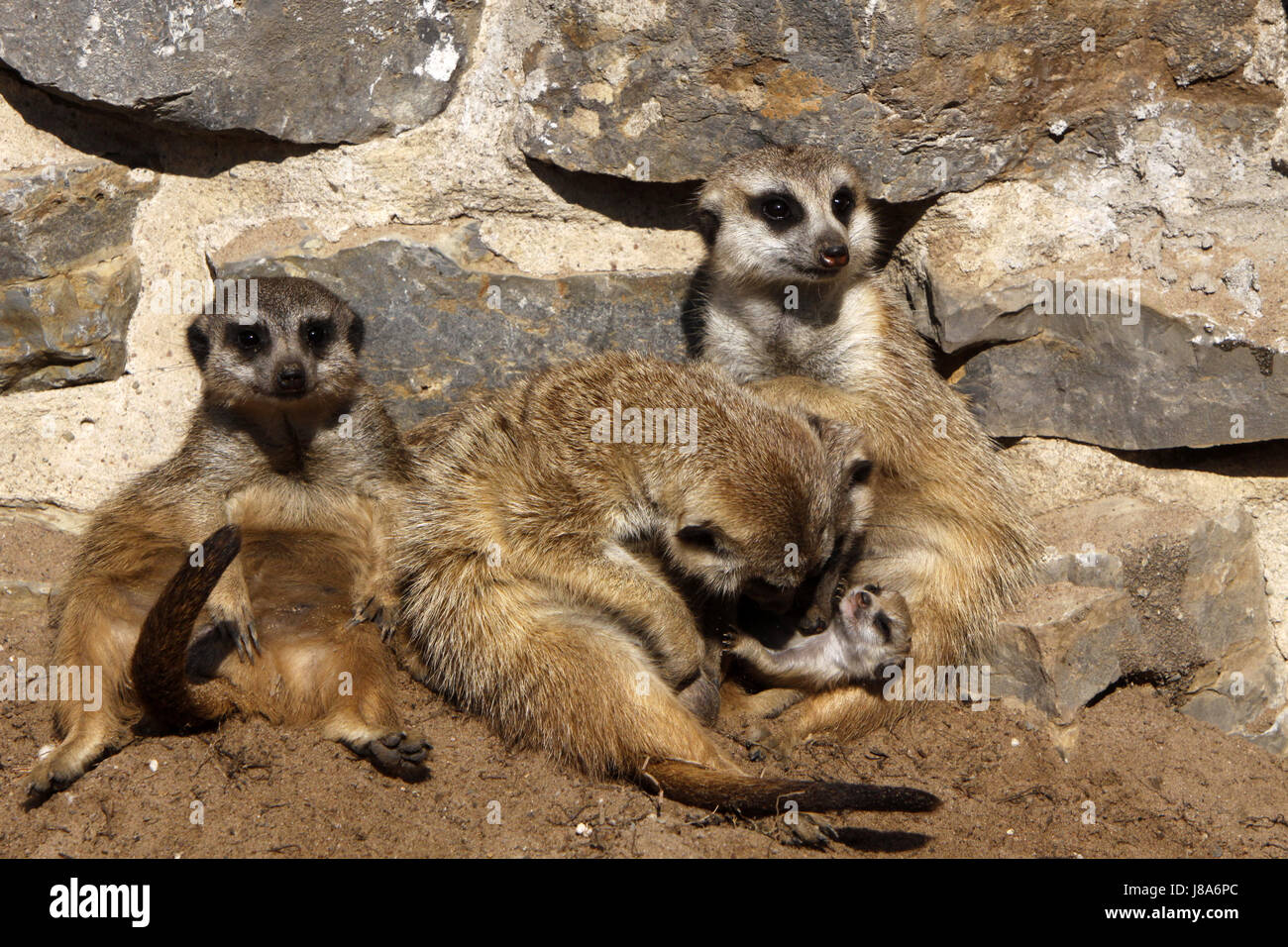 meerkat family with cub Stock Photo - Alamy