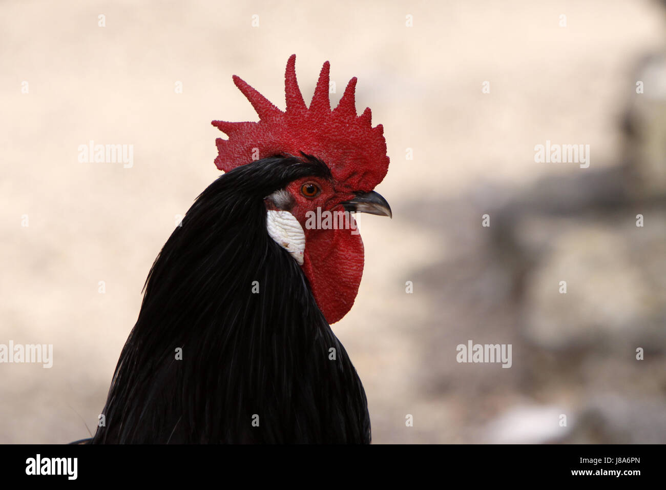 bird, birds, poultry, farm animal, chicken, poultry farming, bird ...