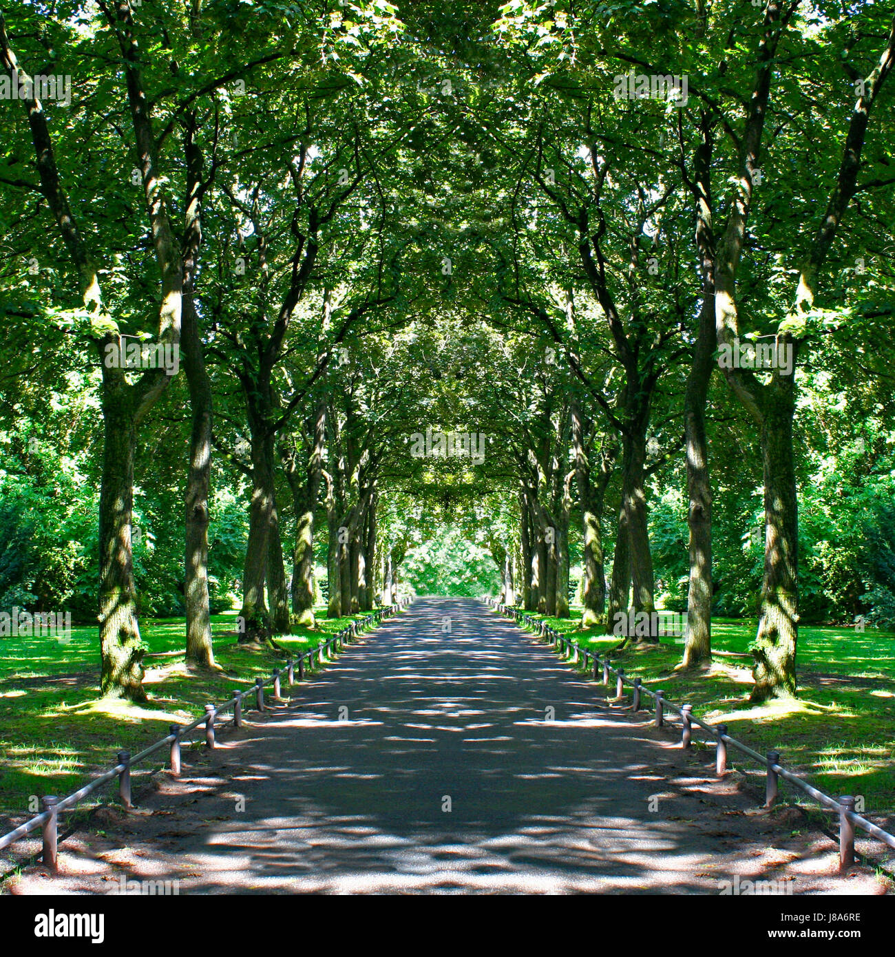 park, avenue, path, way, backdrop, background, forest, spare time, free ...