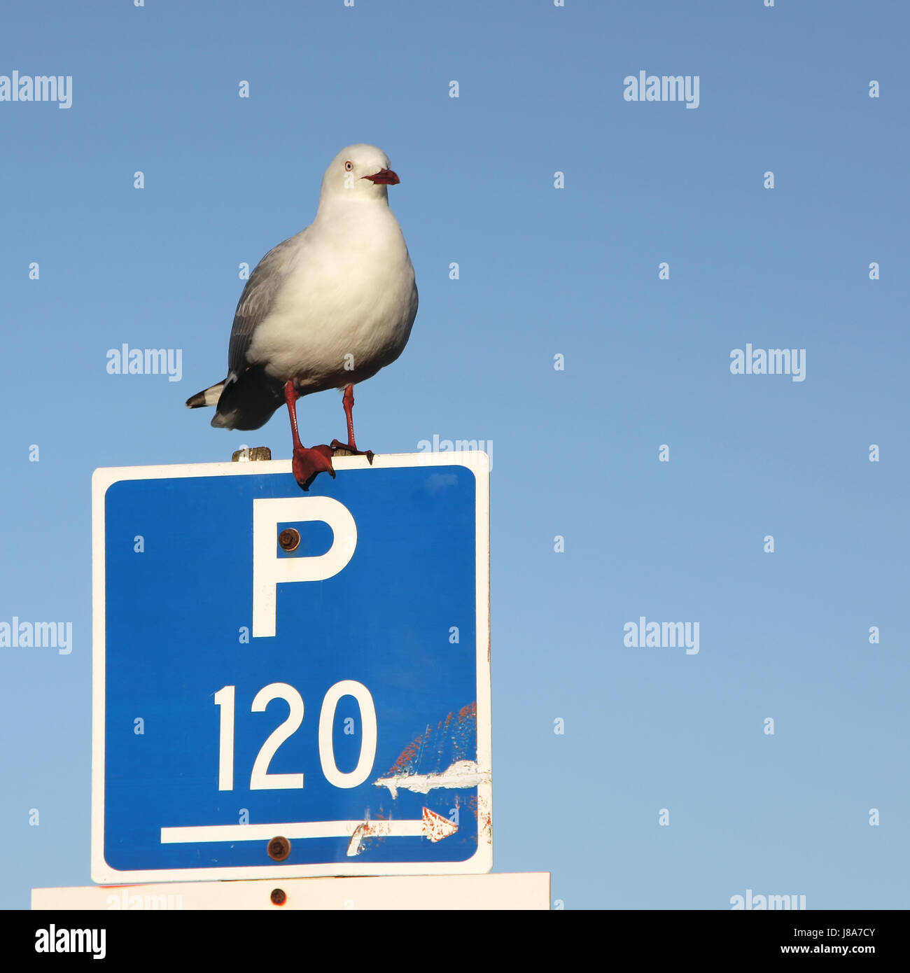 sign, signal, blue, bird, birds, traffic sign, parking, firmament, sky ...