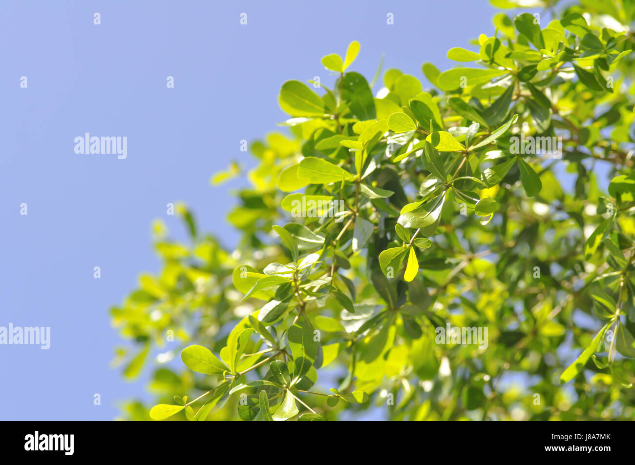 Terminalia ivorensis Chev. ,Terminalia ivorensis tree Stock Photo - Alamy