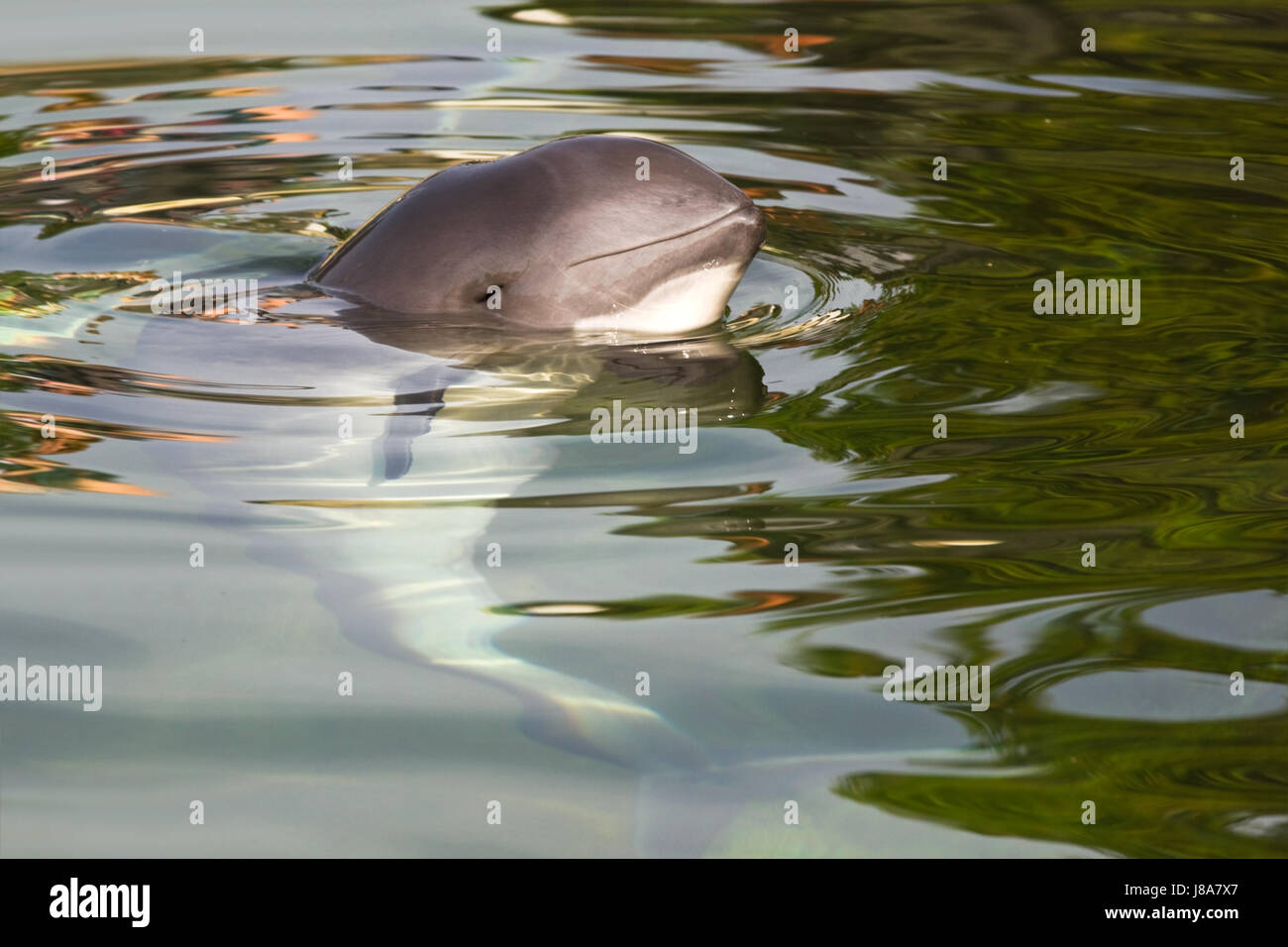 animal, mammal, dolphin, navy, marine, salt water, sea, ocean, water ...