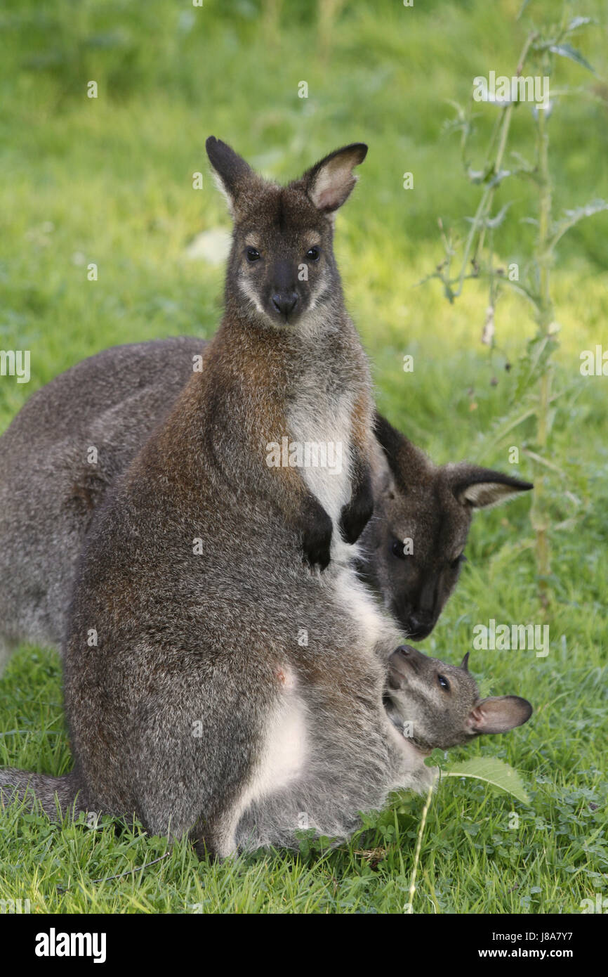 cub, baby, kangaroo, animal child, wallaby, familiy, family, animal ...