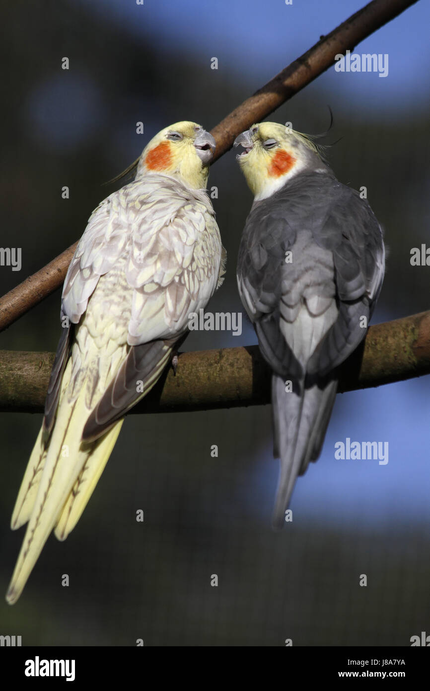 Cockatiel bird pair hi-res stock photography and images - Alamy
