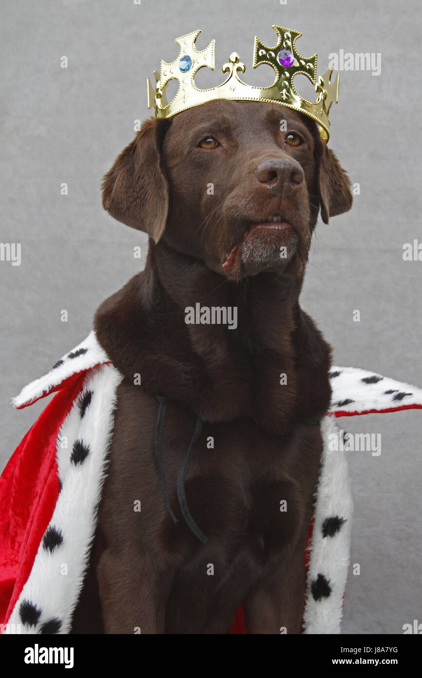 ruler, witty, carnival, crown, emperor, king, labrador, outfit, clothes ...