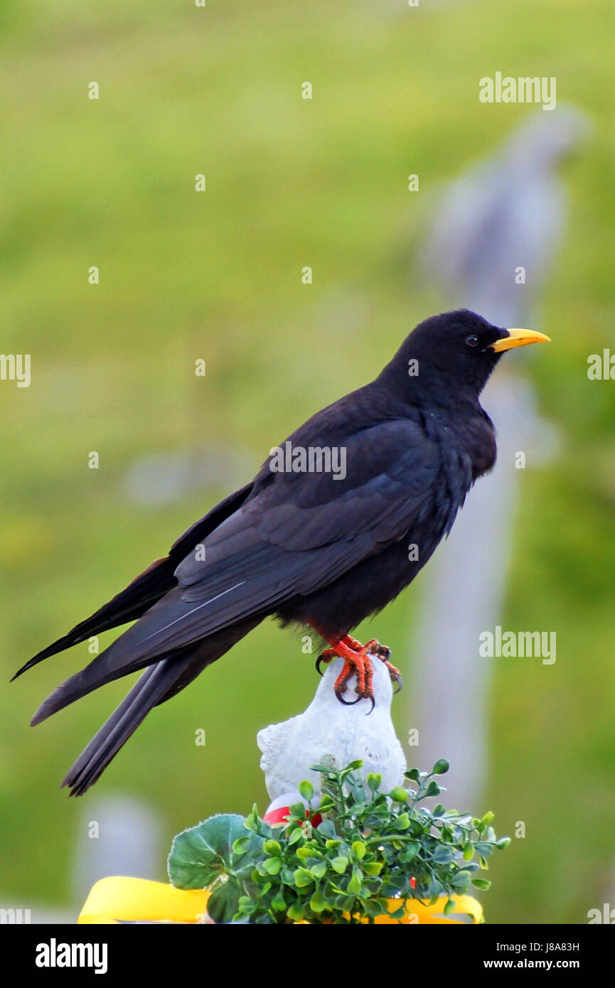 Bergdohle hi-res stock photography and images - Alamy