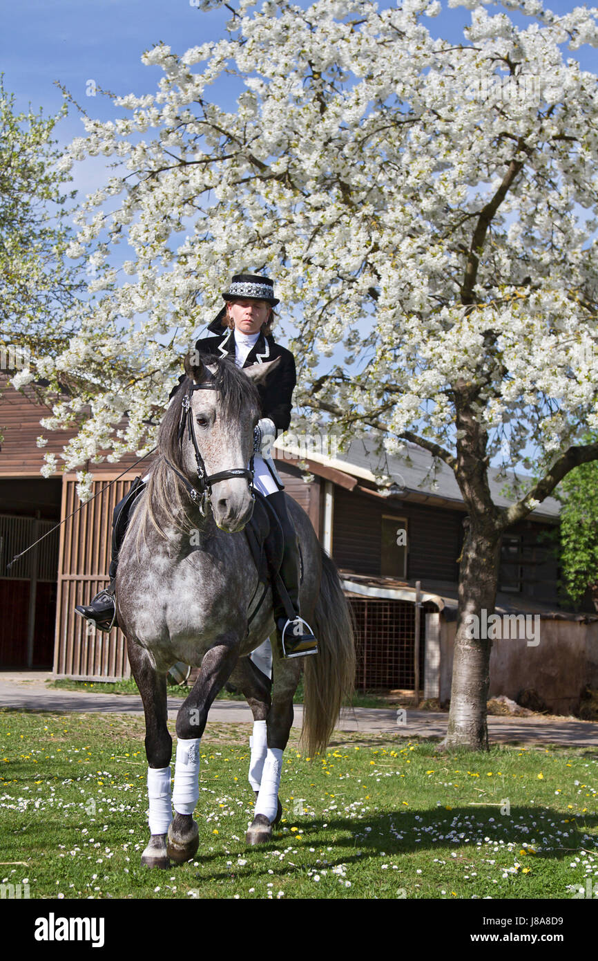 woman, skirt, ride, horse, animal, pet, mammal, hat, baroque, human ...