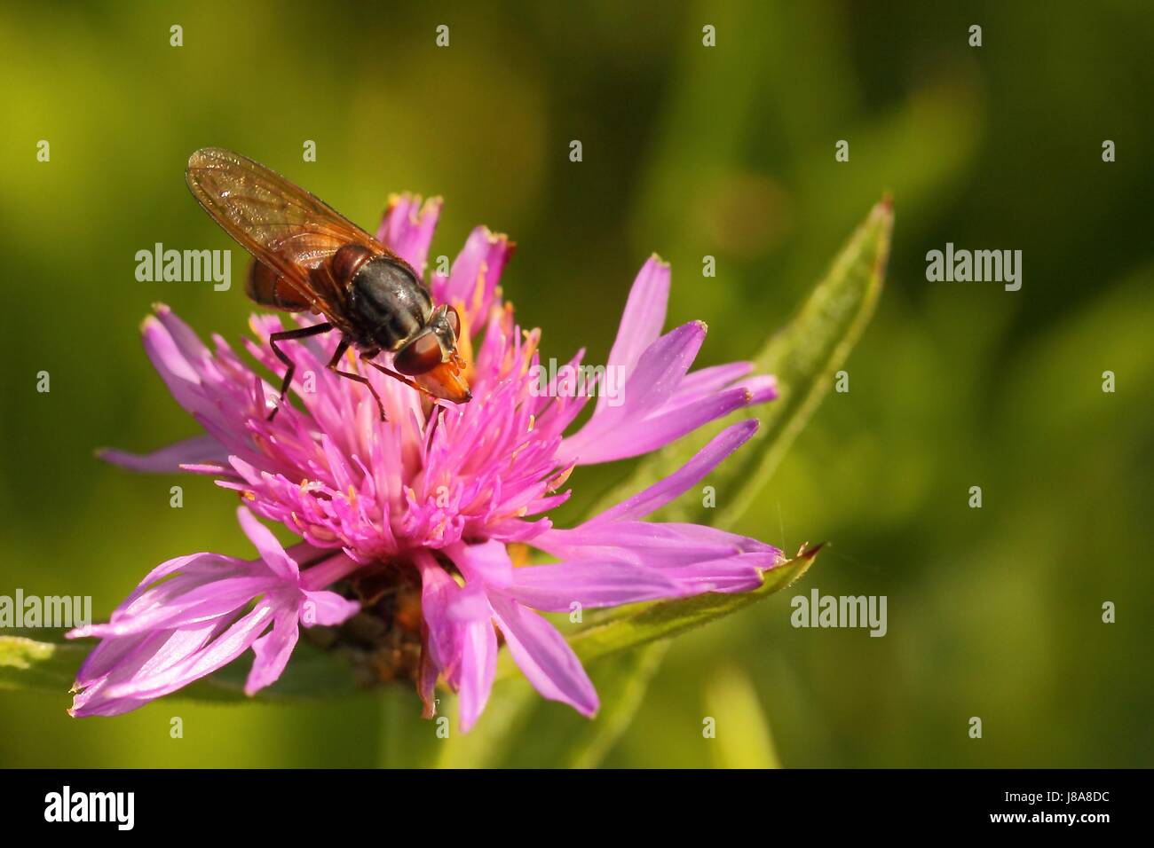 animal, insect, fly, macro, close-up, macro admission, close up view ...