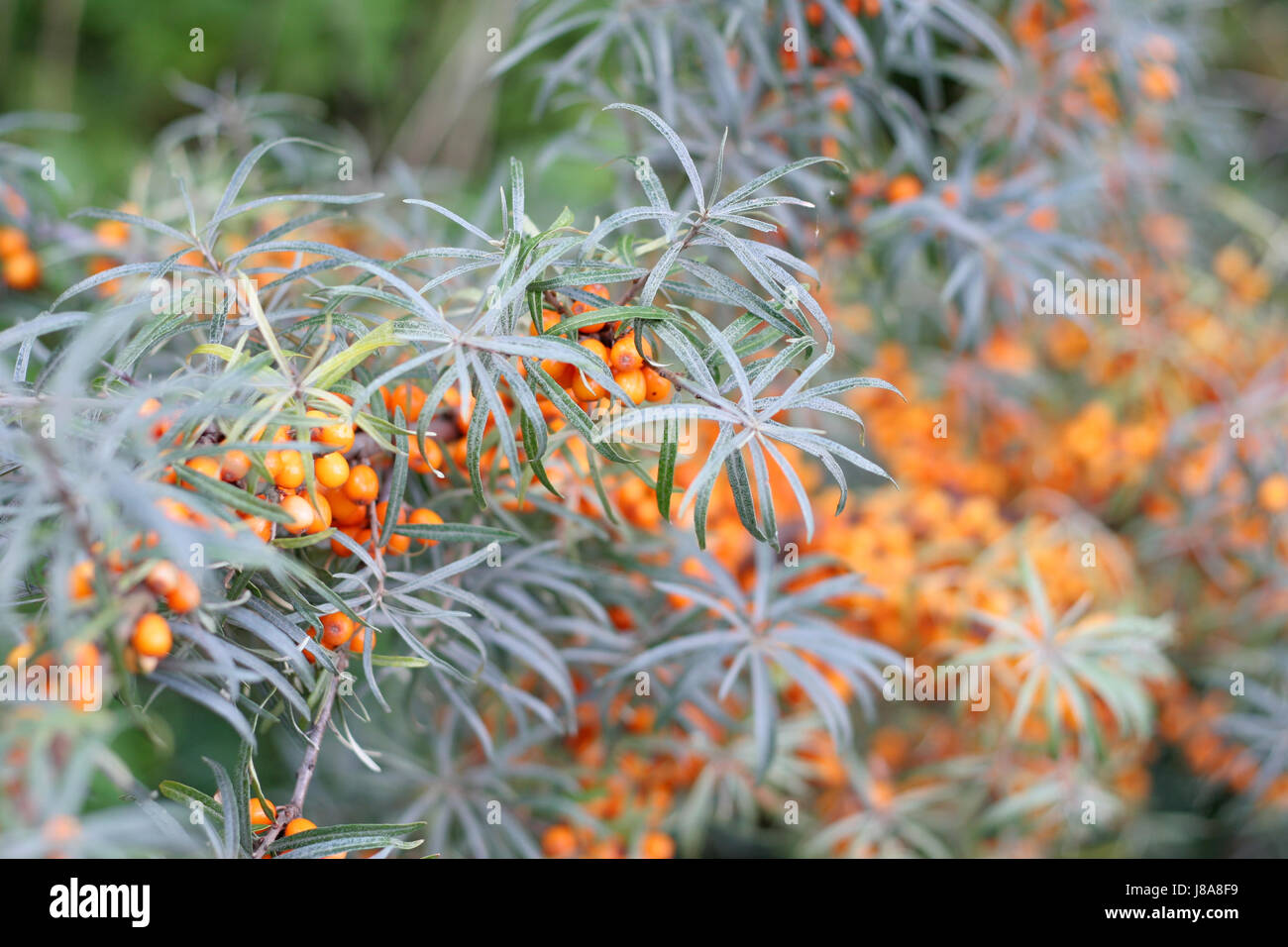 botany, berry, sallow thorn, buckthorns, orange, plant species, leaf ...
