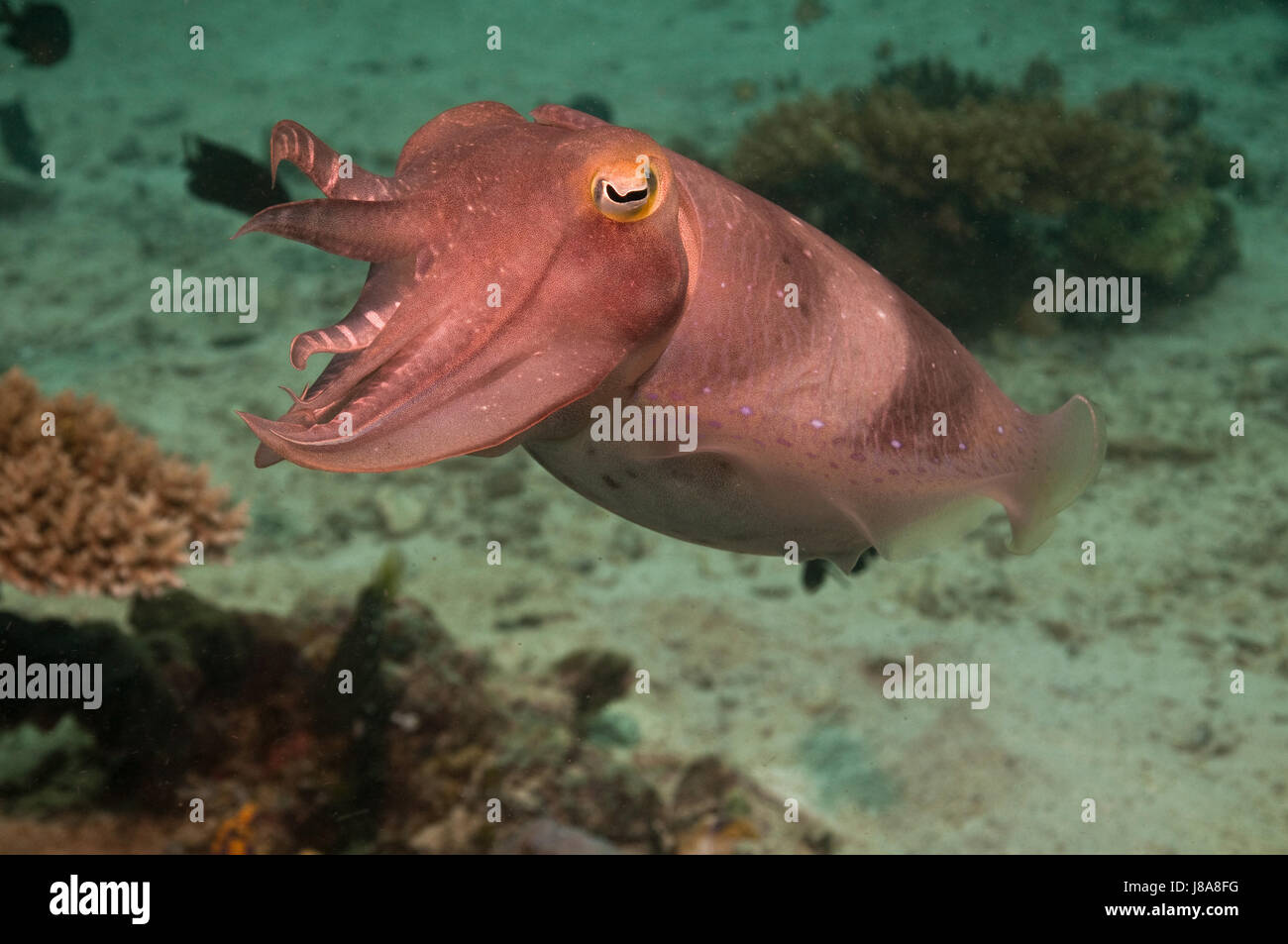 sepia, indonesia, maldives, dive, squid, asia, sepia, indonesia, fish ...