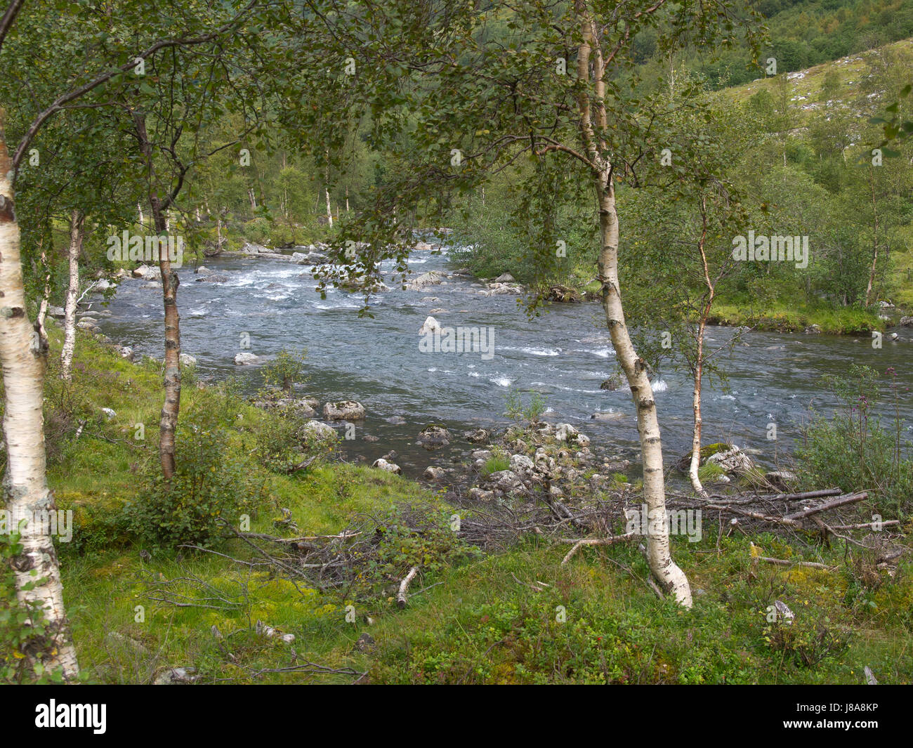 tree, trees, stream, norway, river, water, nature, tree, trees, stone ...