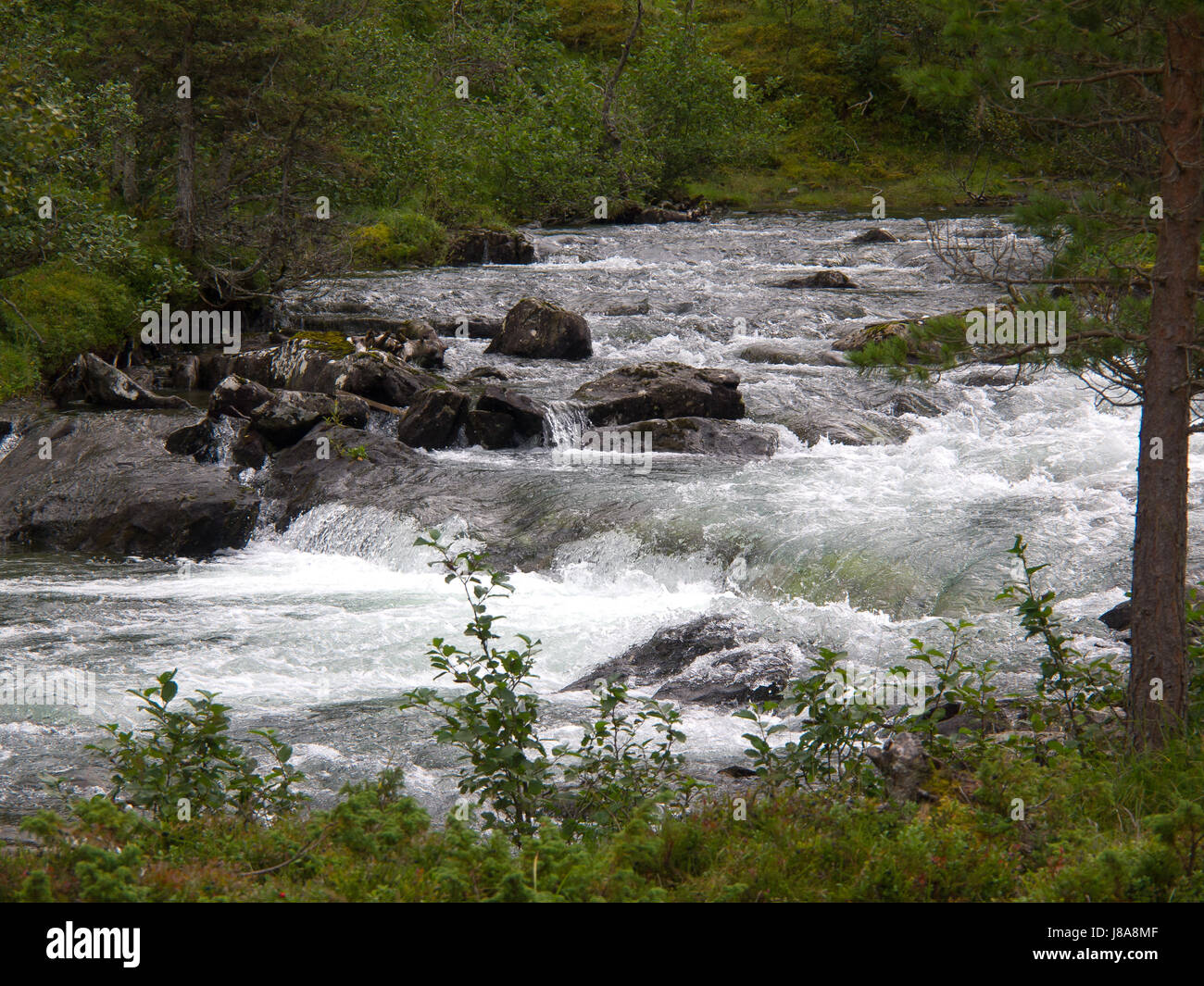 tree, trees, stream, norway, river, water, nature, tree, trees, stone ...