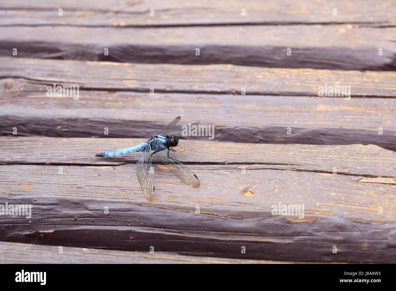 insect, asia, dragonfly, japanese, japan, asian, animal, insect, wood ...