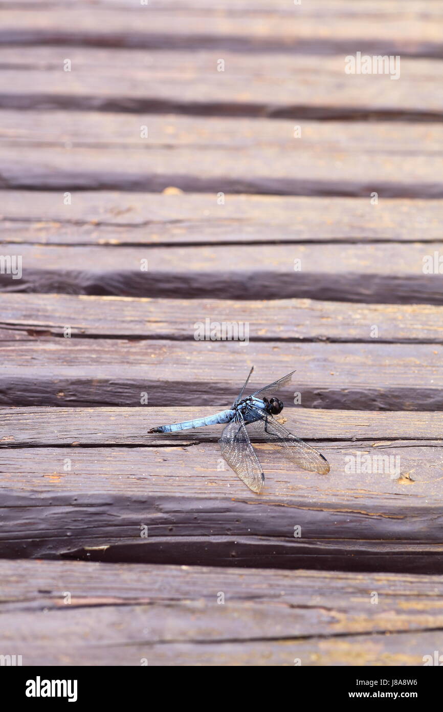 insect, asia, dragonfly, japanese, japan, asian, animal, insect, wood ...
