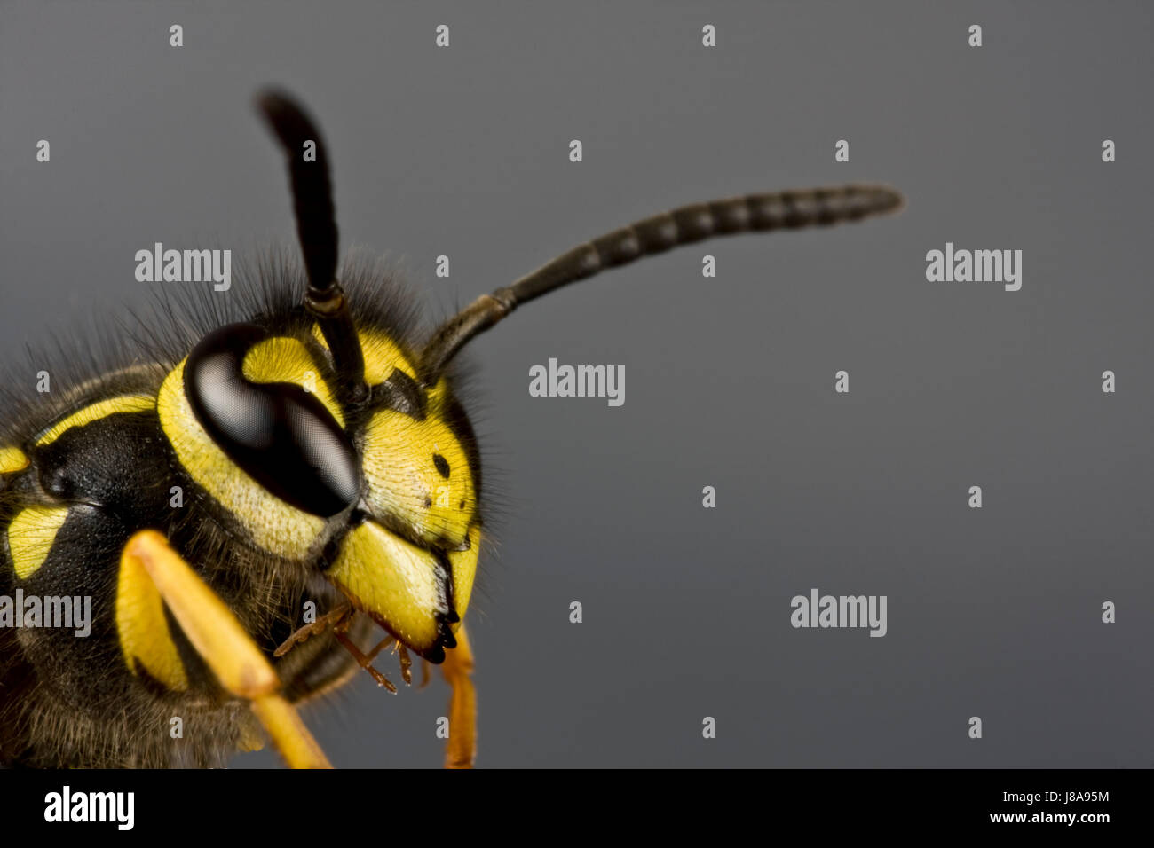 animal, insect, small, tiny, little, short, creature, nature, animal ...