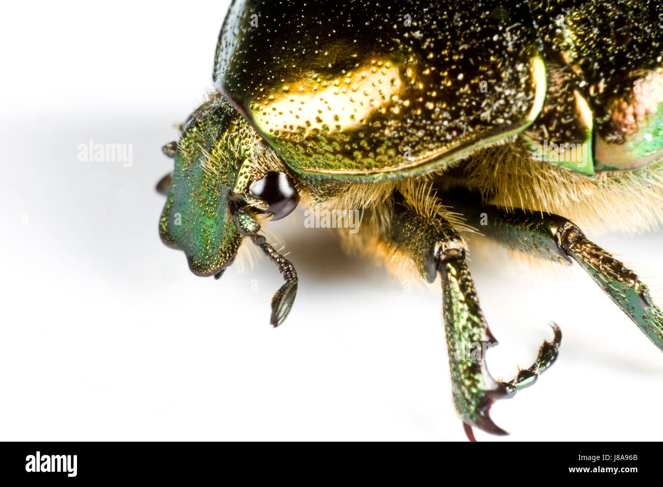 animal, insect, small, tiny, little, short, creature, nature, macro ...