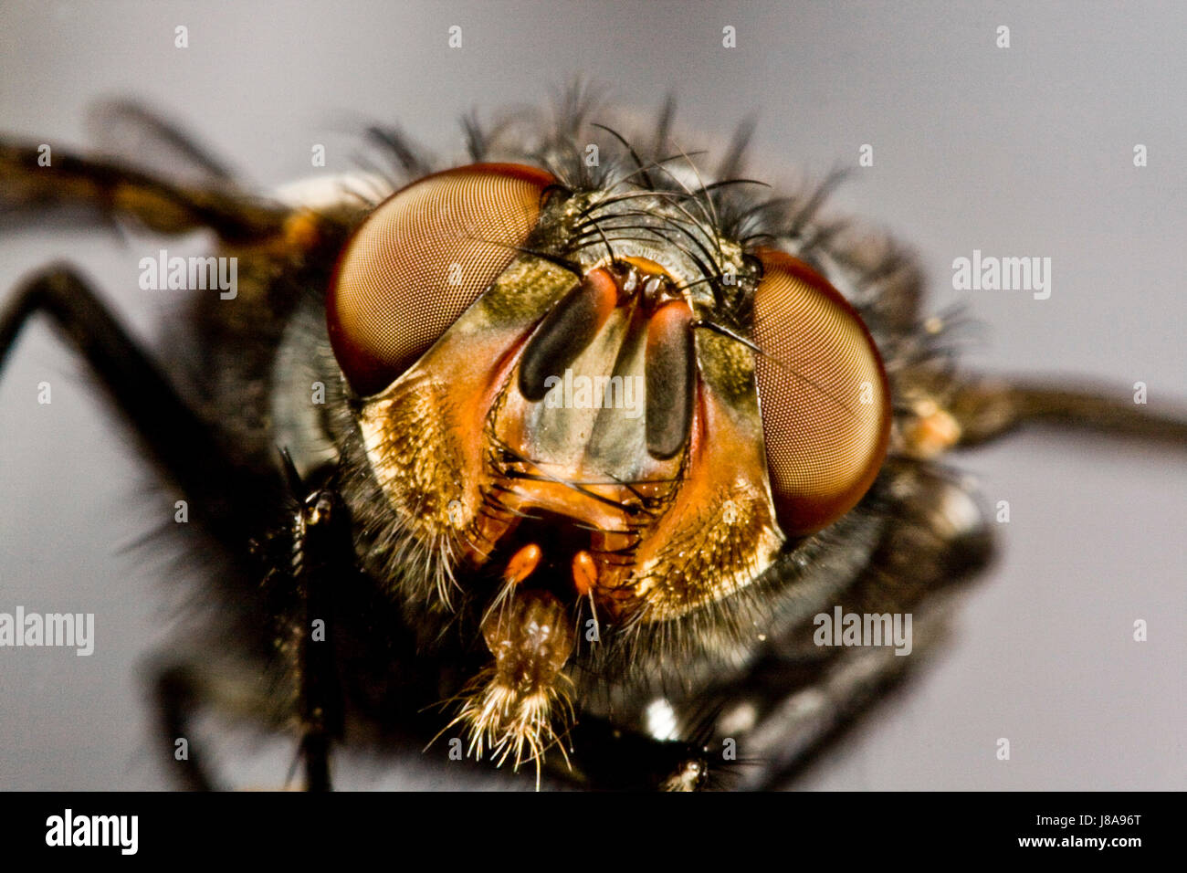 flying horse fly Stock Photo - Alamy