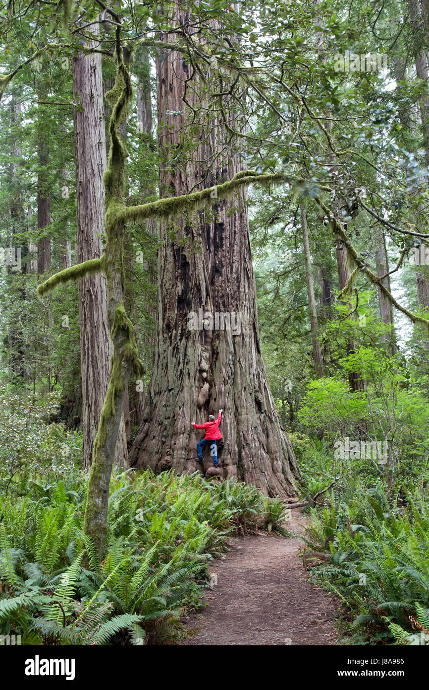 Adult male communicating with Ancient Redwood tree 'Sequoia ...