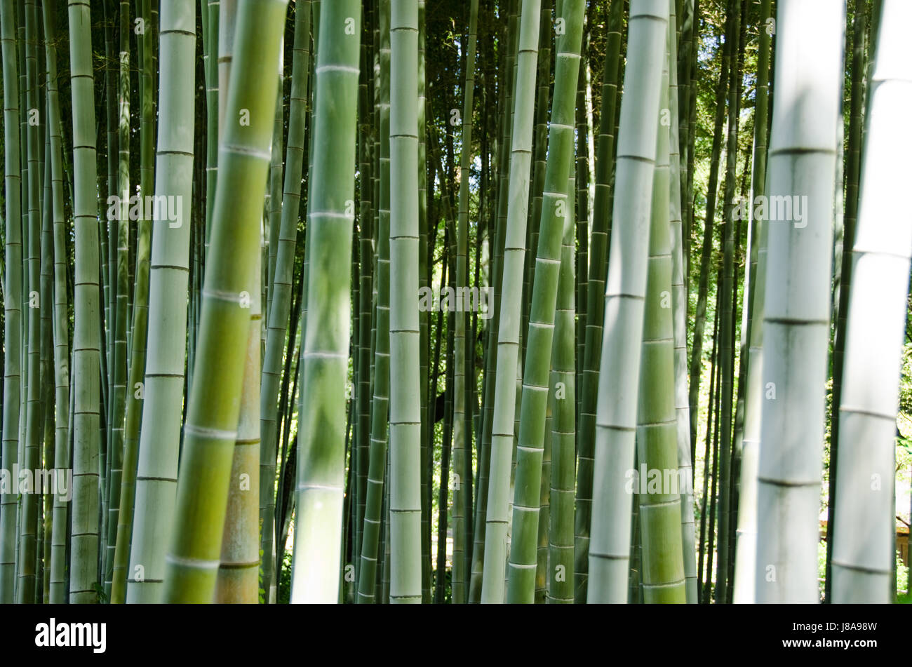 asia, bamboo, ecology, japanese, japan, dense, backdrop, background ...