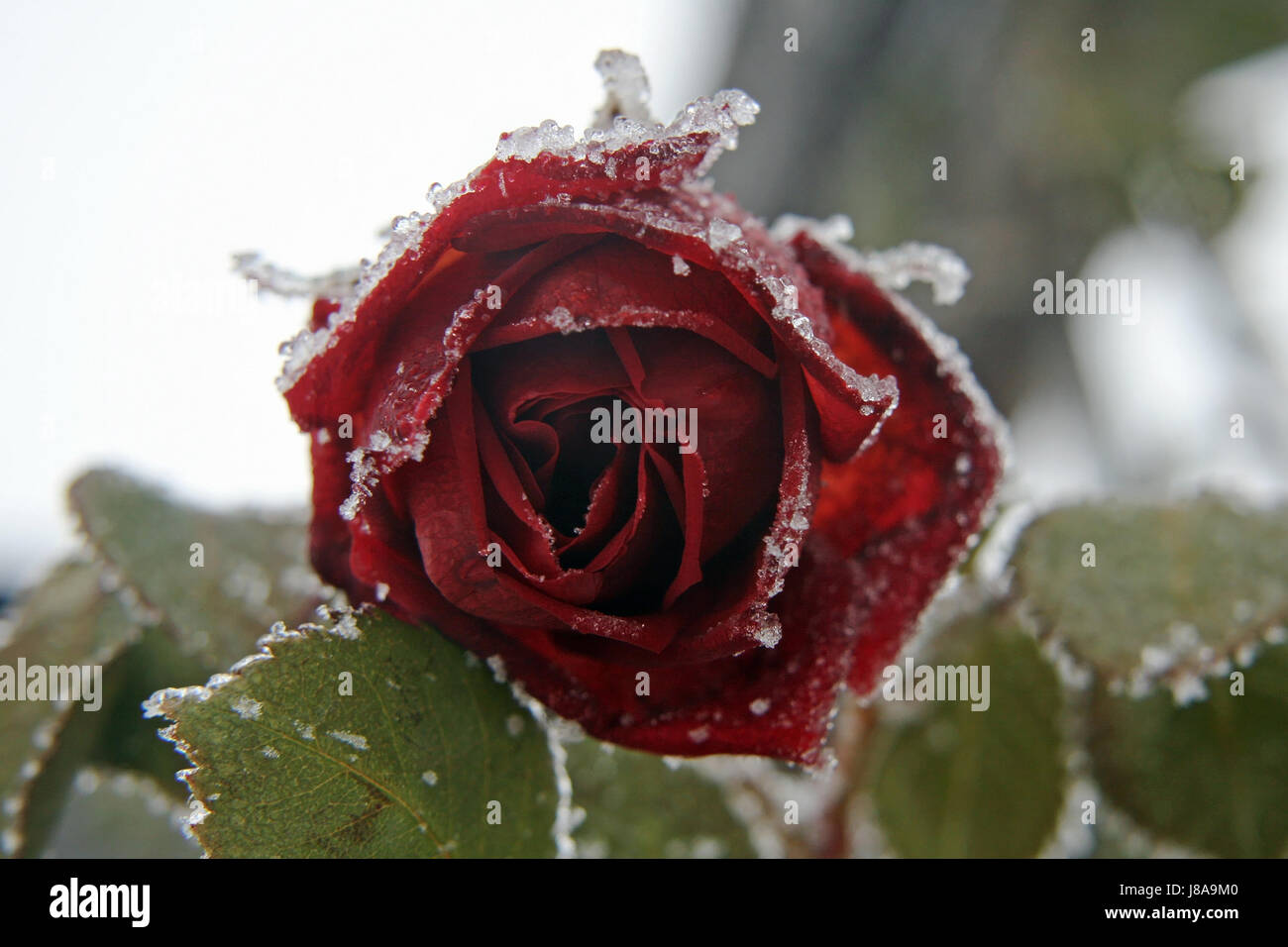 flower, rose, plant, ice, frozen, hoarfrost, frost work, snow, danger ...